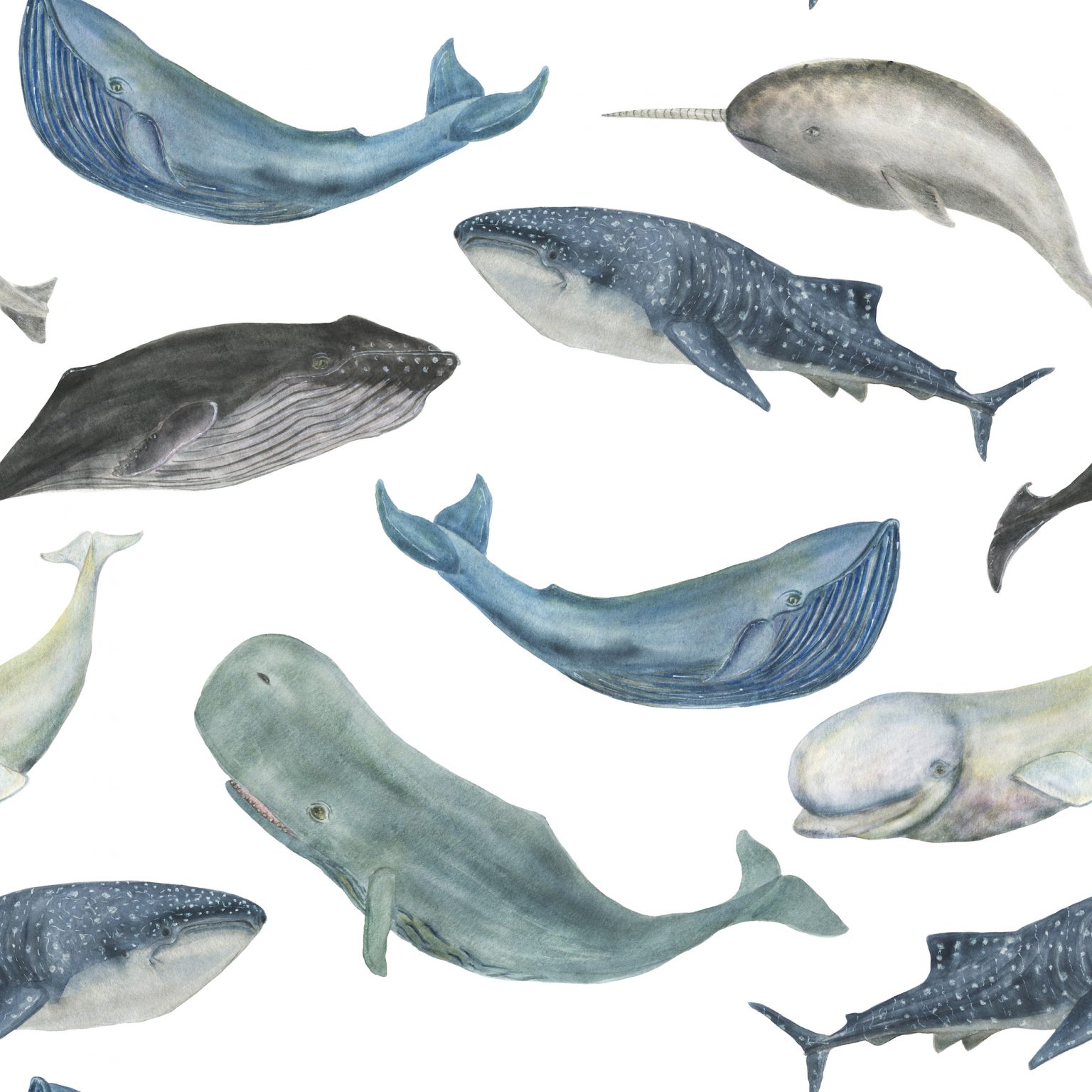 Ballena azul muerta en Puerto Montt alerta sobre peligros de colisión ...