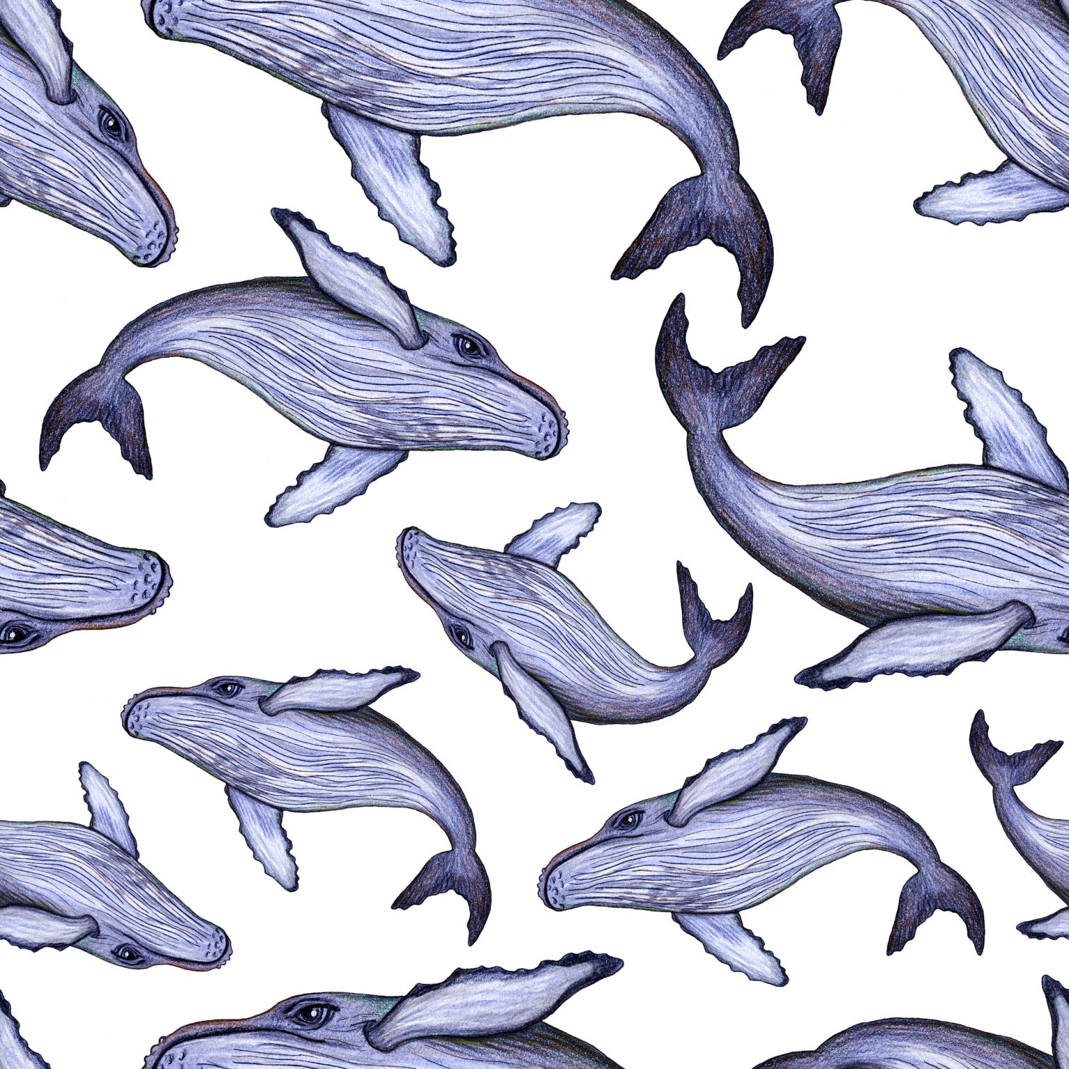 El poder oculto detrás de las heces de ballenas – CCC Chile