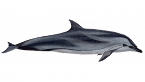 Delfin Listado – CCC Chile