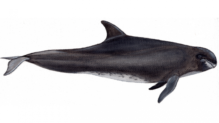 Falsa Orca – CCC Chile